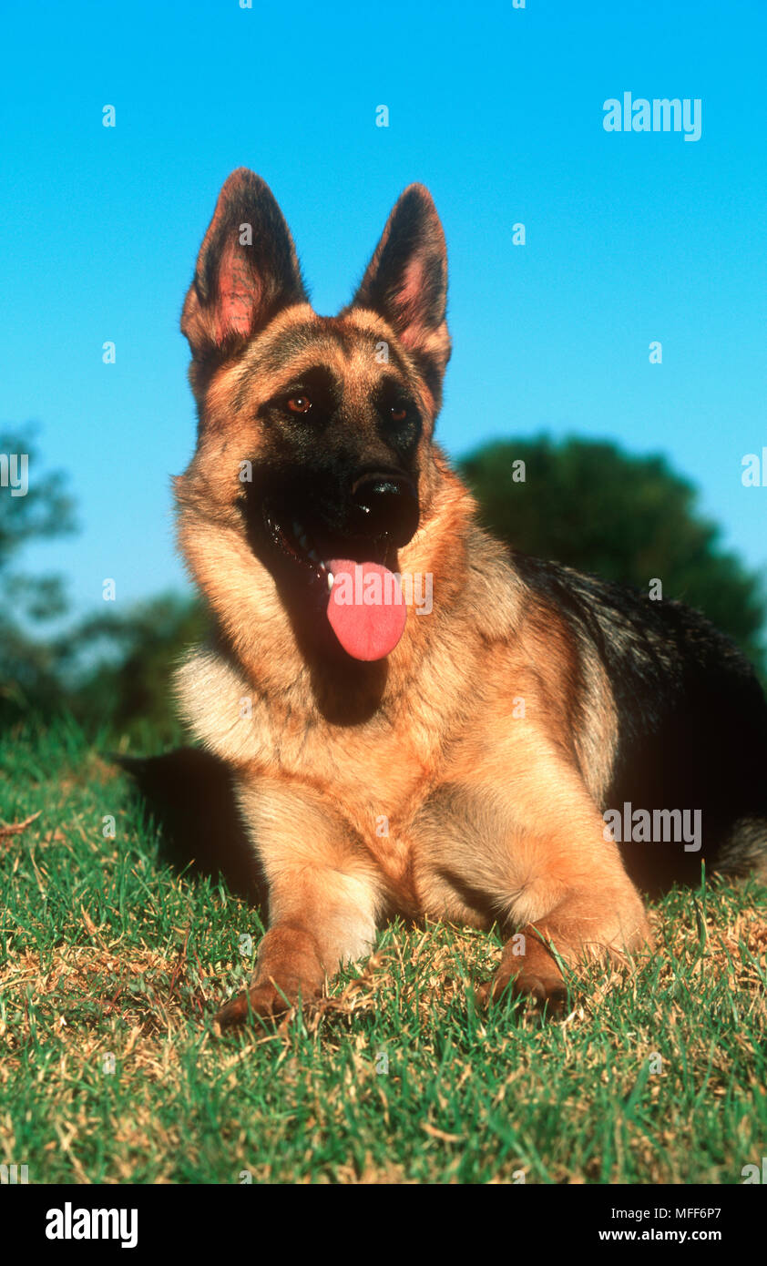 Alsatians breeds hi-res stock photography and images - Alamy