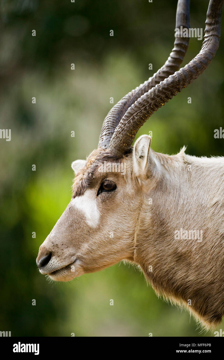 ADDAX head detail Addax nasomaculatus Reintroduced to Morocco ...