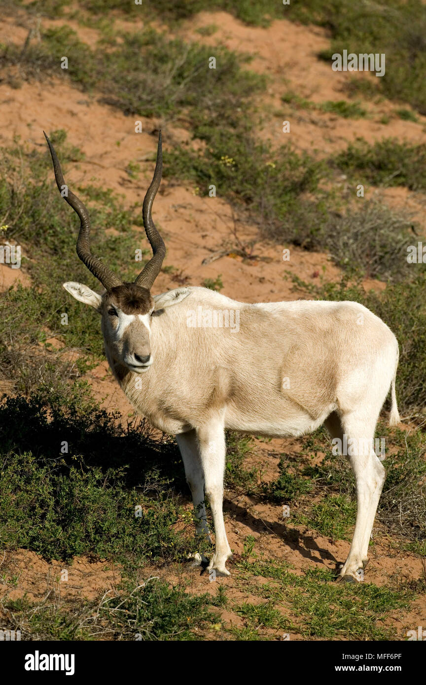 Desert Addax