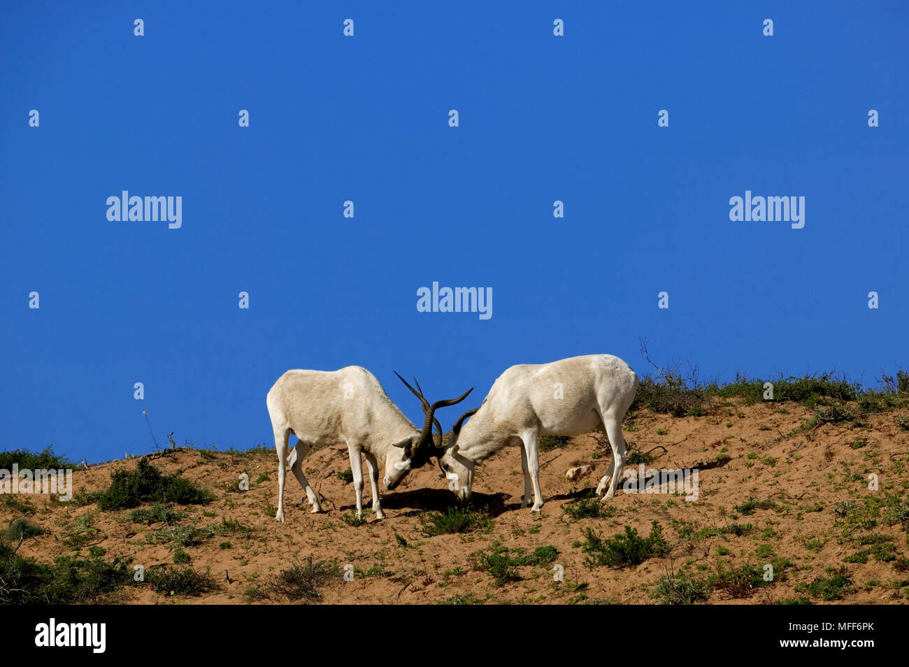 ADDAX males interacting Addax nasomaculatus Reintroduced to Morocco ...