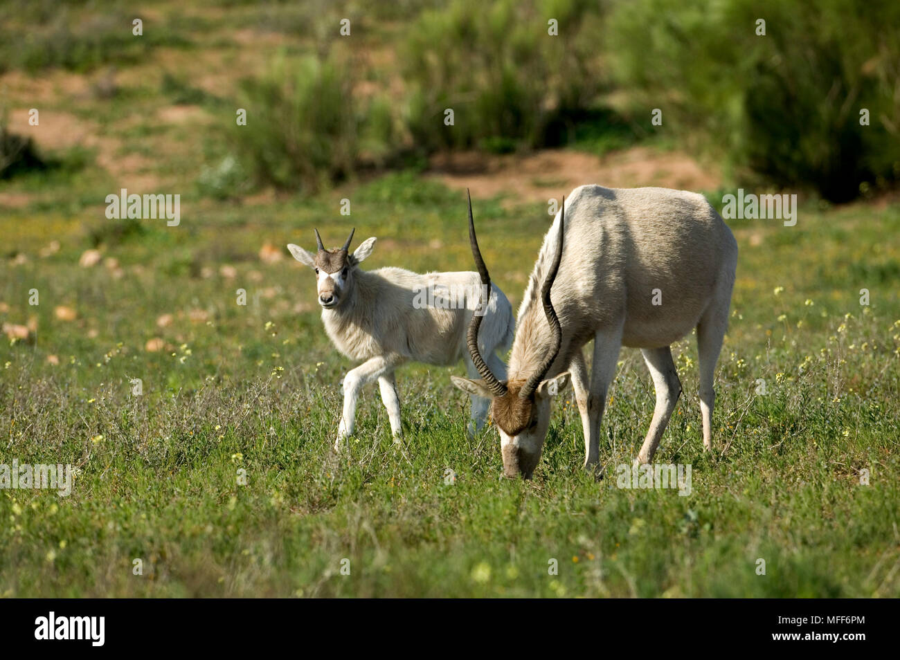 ADDAX females and young Addax nasomaculatus Reintroduced to Morocco ...