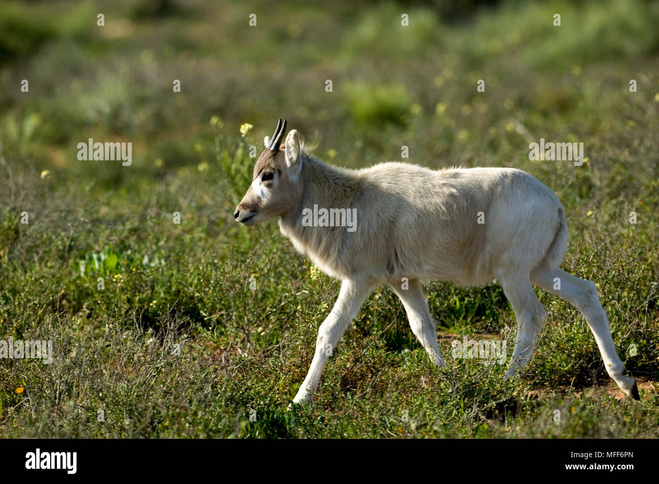 Addax Baby