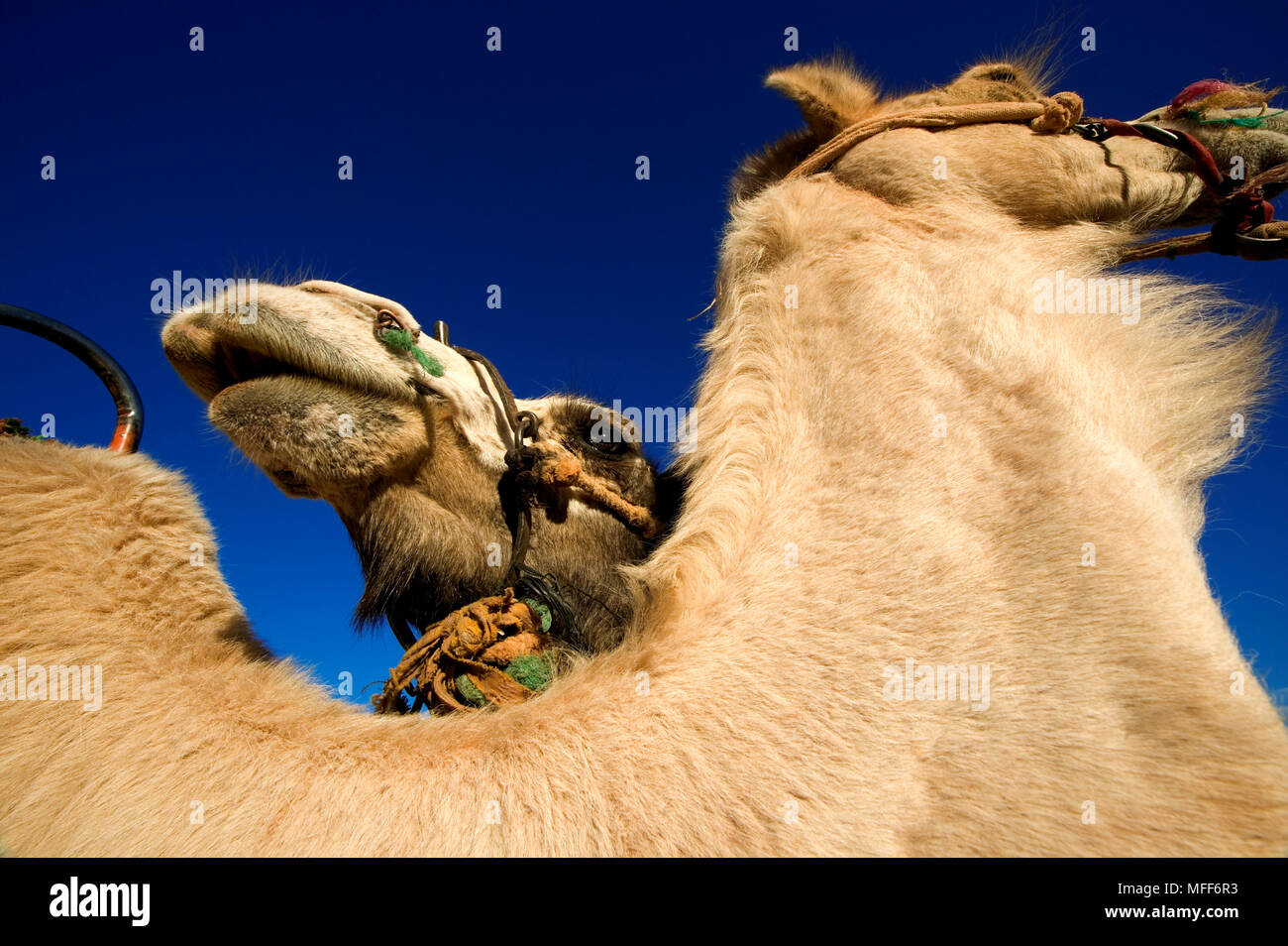 DROMEDARY CAMELS Camelus dromedarius Sahara desert, Morocco Stock Photo ...