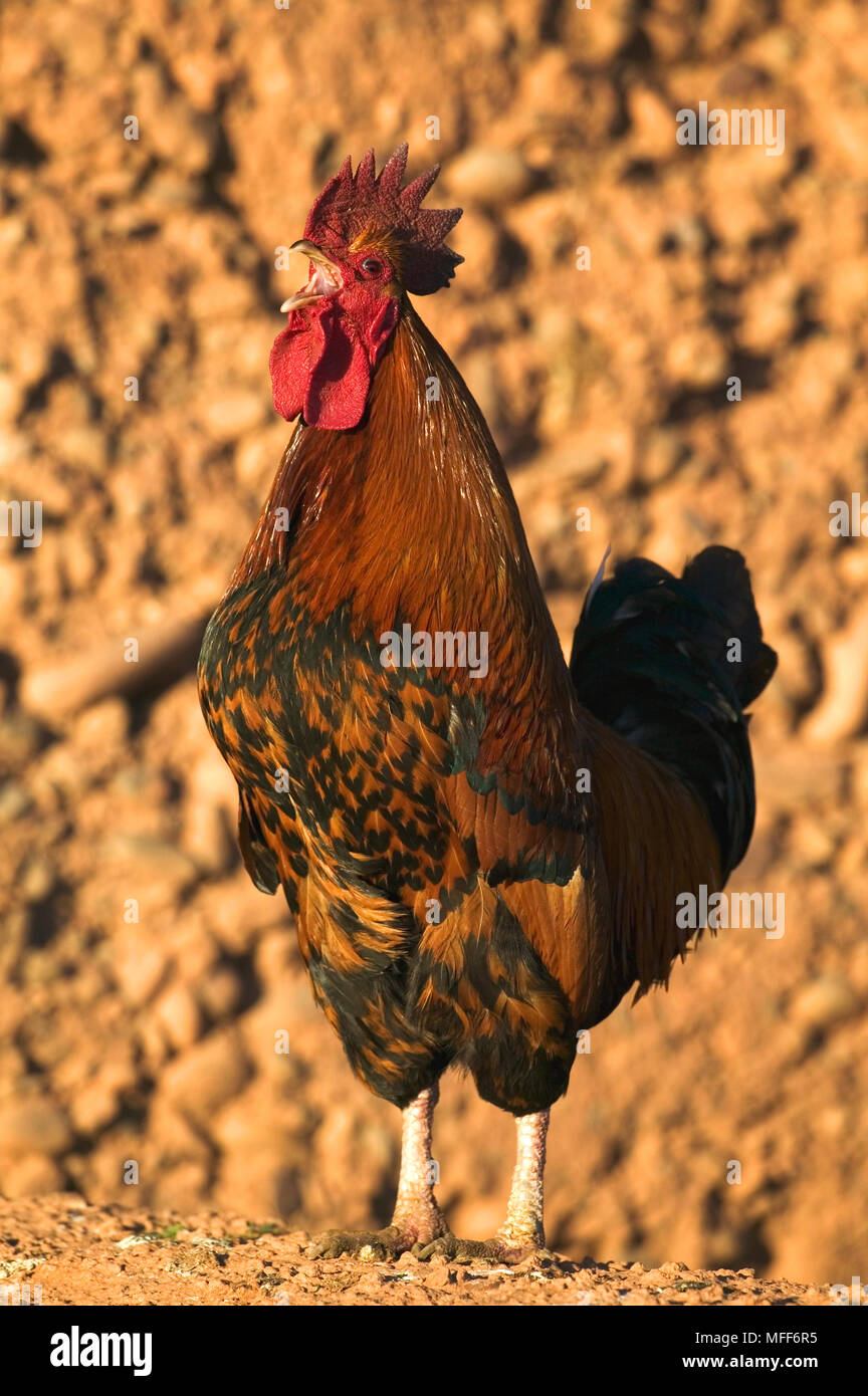 Rooster crowing roosters hi-res stock photography and images - Alamy