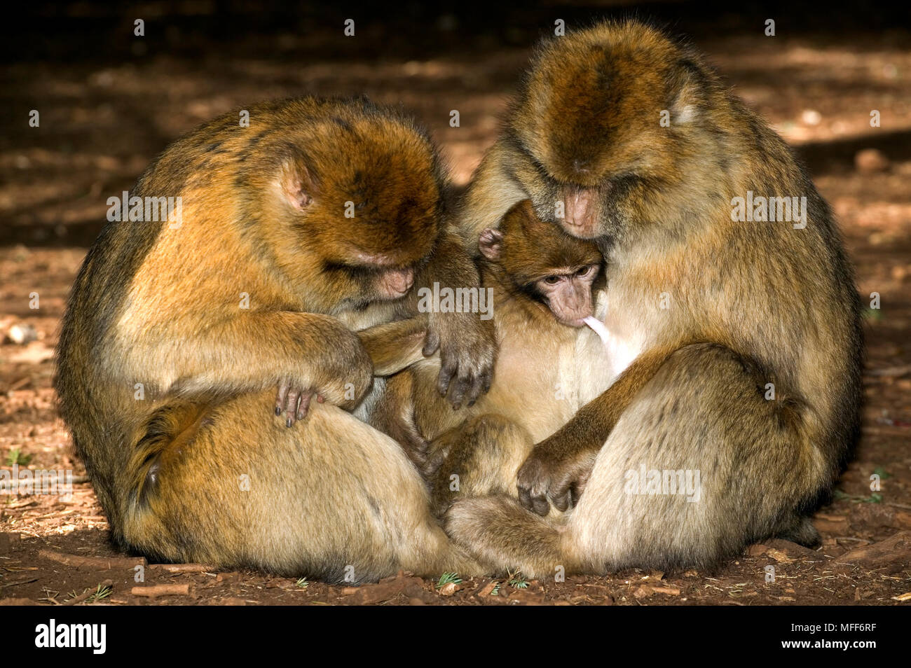 Barbary macaques macaca sylvanus morocco hi-res stock photography and ...