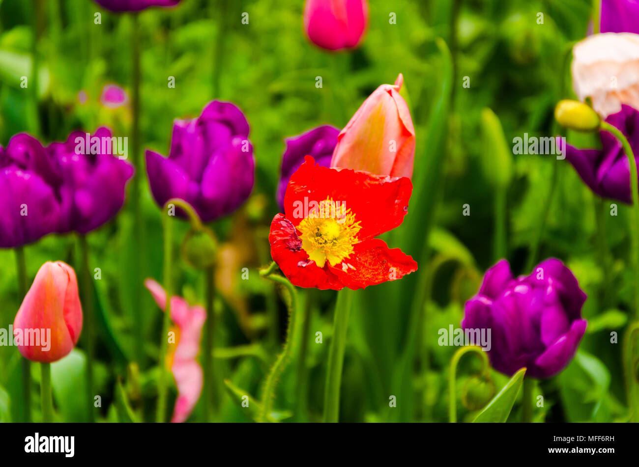 Tulips blooming flowering season time Stock Photo - Alamy