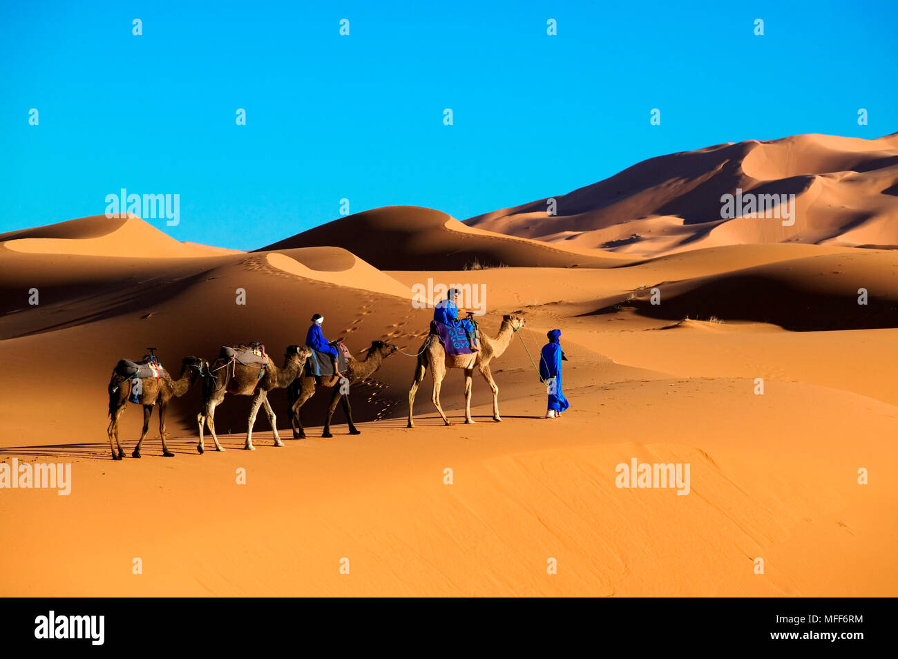 TUAREG and his children dressed in traditional blue robe with camels in ...