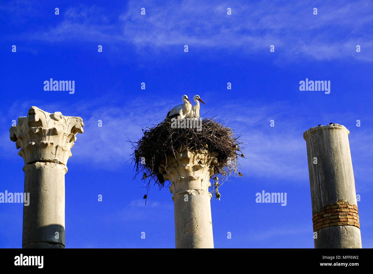 WHITE STORKS Ciconia ciconia pair on nest on ancient columns of the ...