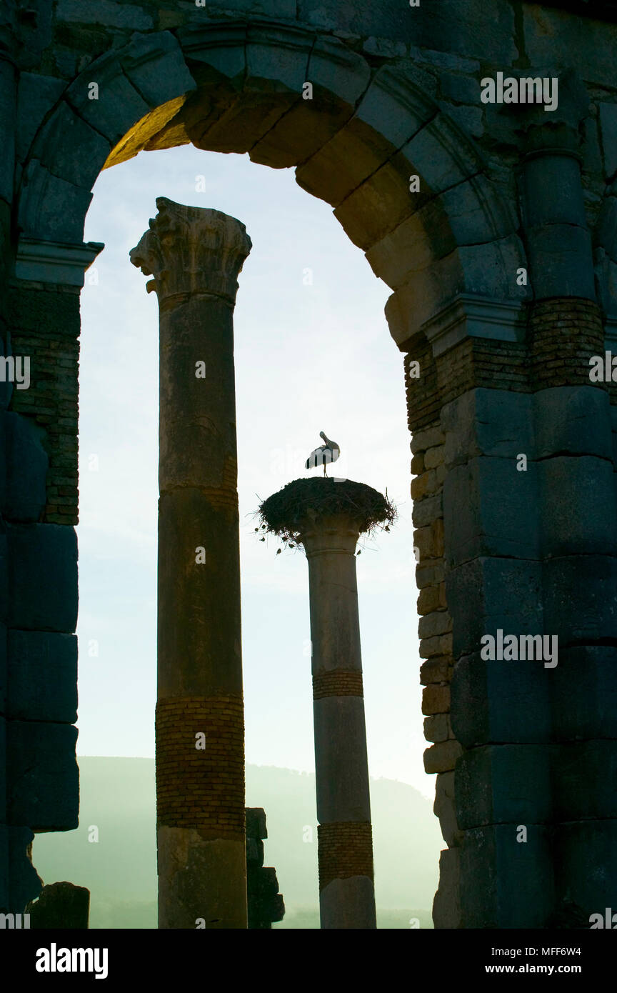 WHITE STORK Ciconia ciconia nesting on ancient columns of the Volubilis ...
