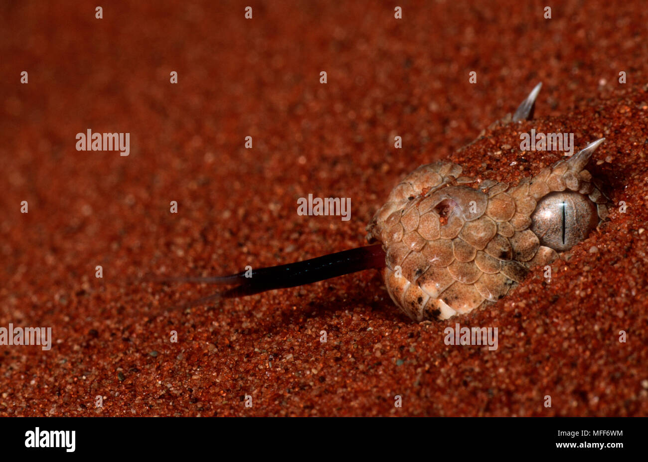 HORNED ADDER concealed in sand Bitis caudalis Stock Photo - Alamy