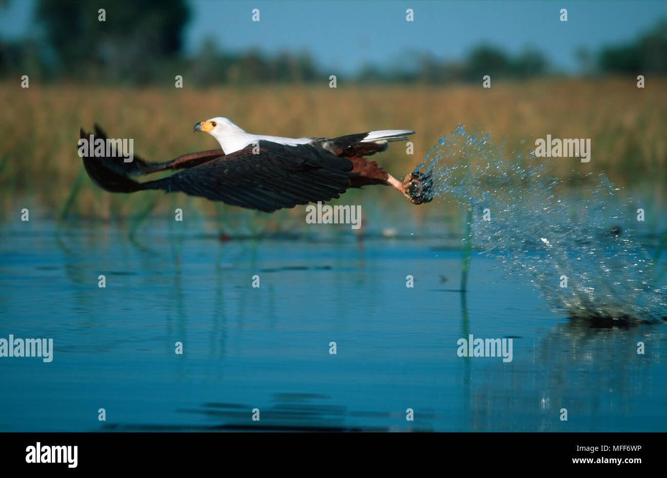 AFRICAN FISH EAGLE catching fish Haliaeetus vocifer Okavango Delta ...