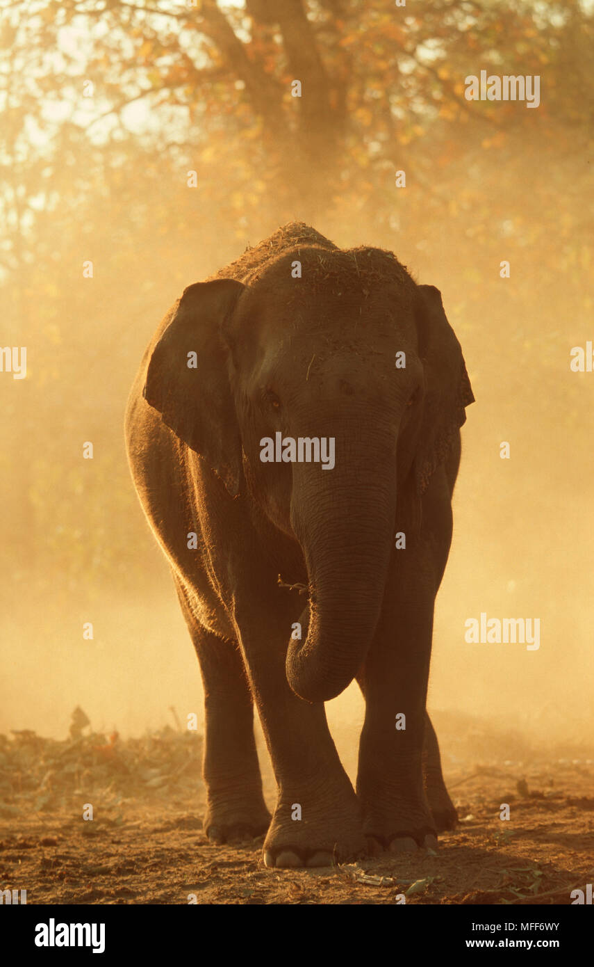 ASIAN ELEPHANT dust-bathing Elephas maximus Kahna National Park, India ...