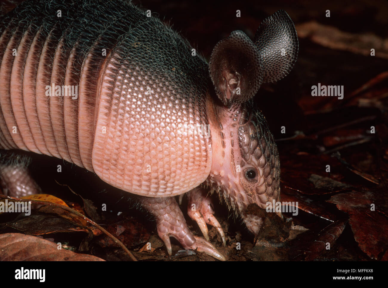 Nine banded long nosed armadillos hi-res stock photography and images ...