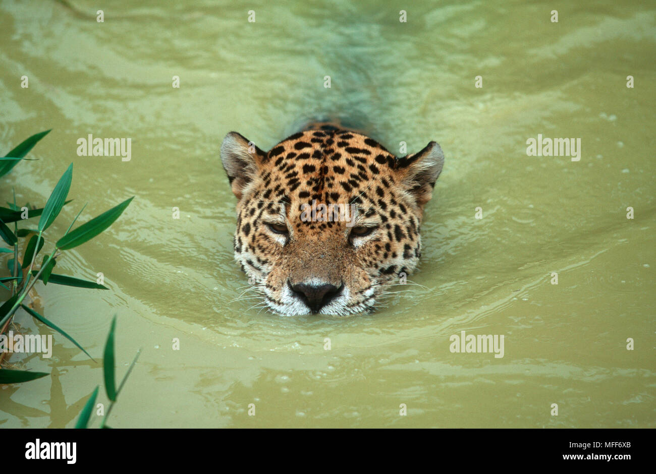 JAGUAR swimming Panthera onca Endangered species Stock Photo - Alamy