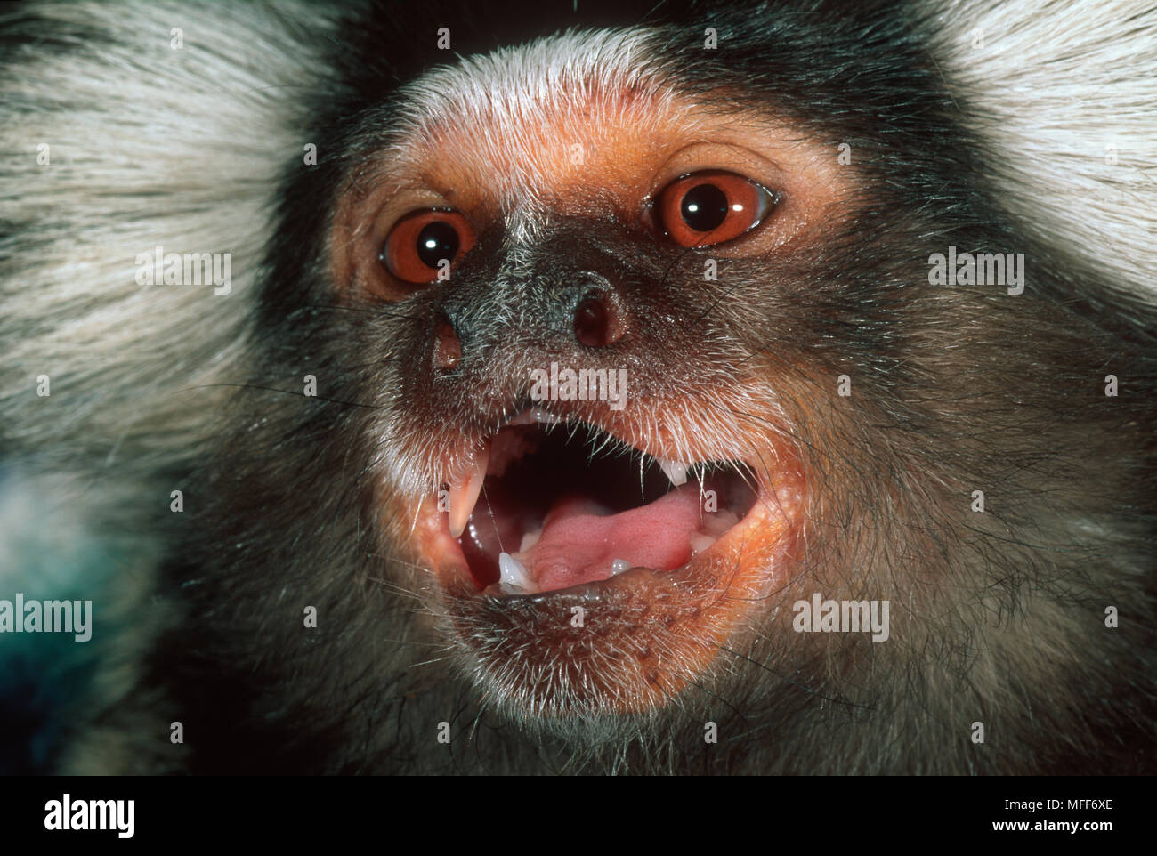 COMMON MARMOSET close up of face Callithrix jacchus Stock Photo - Alamy
