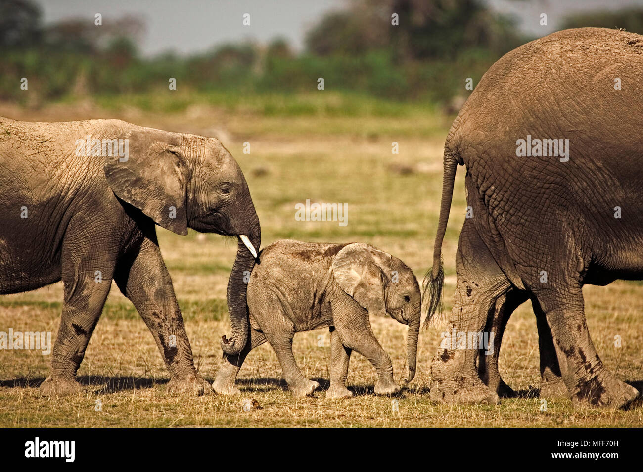 AFRICAN ELEPHANT calf Loxodonta africana with adults Amboseli National ...