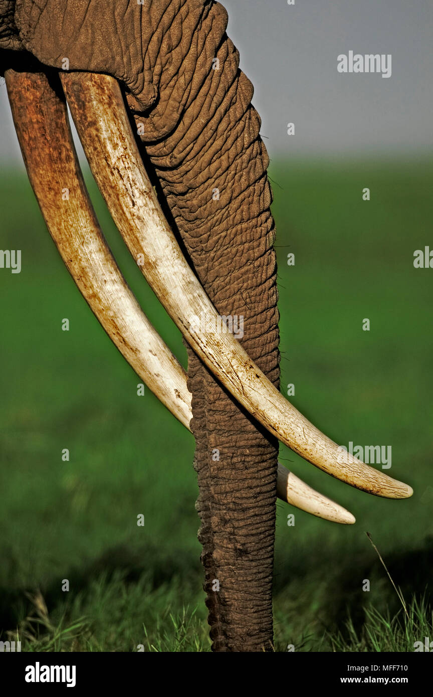 AFRICAN ELEPHANT Loxodonta africana Cow elephant with exceptionally ...