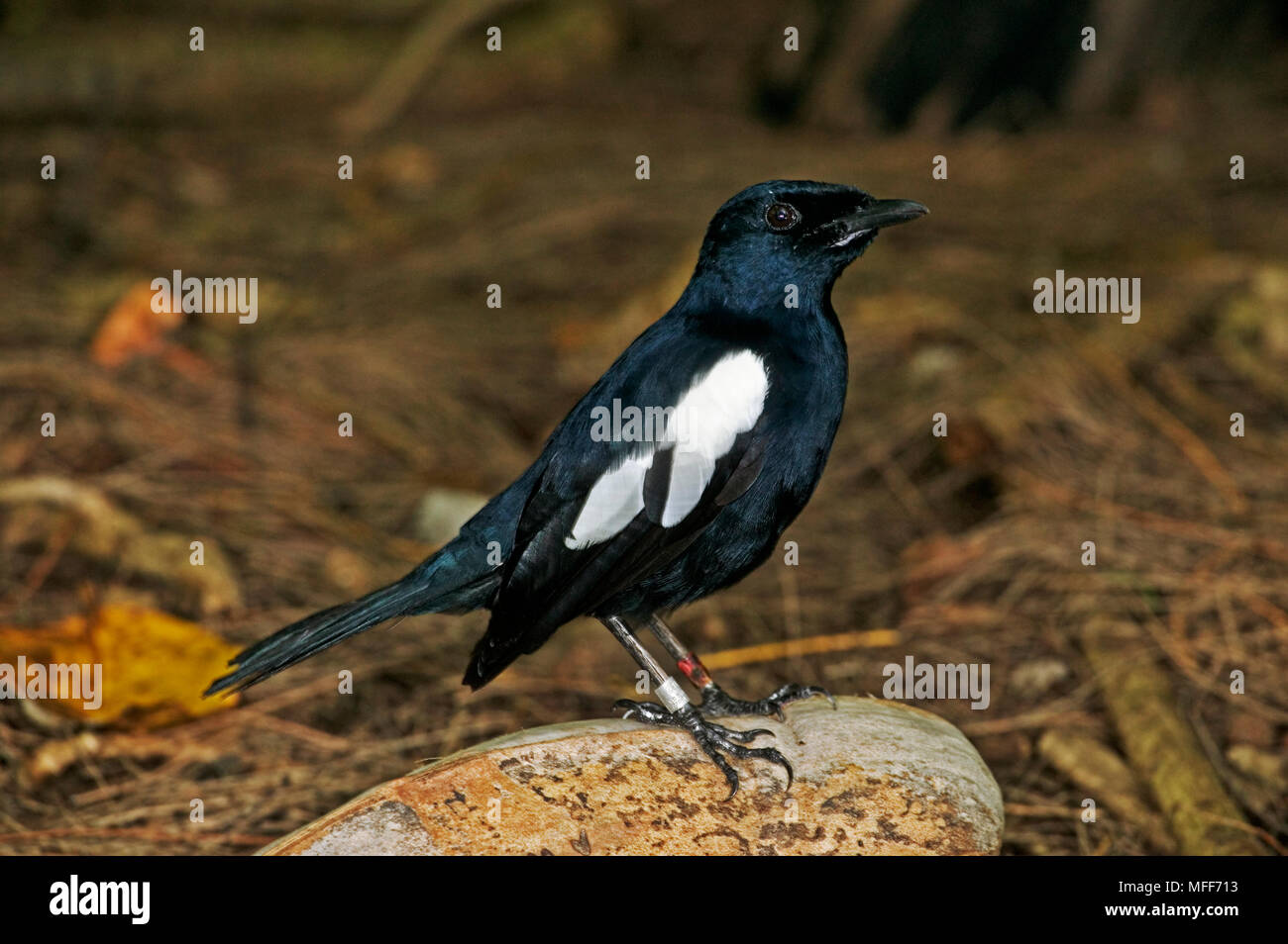 SEYCHELLES MAGPIE-ROBIN Copsychus sechellarum Critically endangered ...