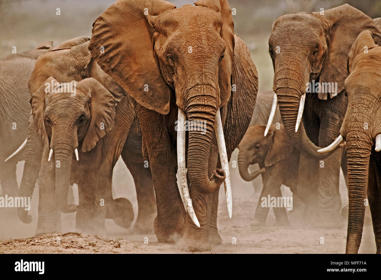 AFRICAN ELEPHANT Loxodonta africana herd including Cow with ...