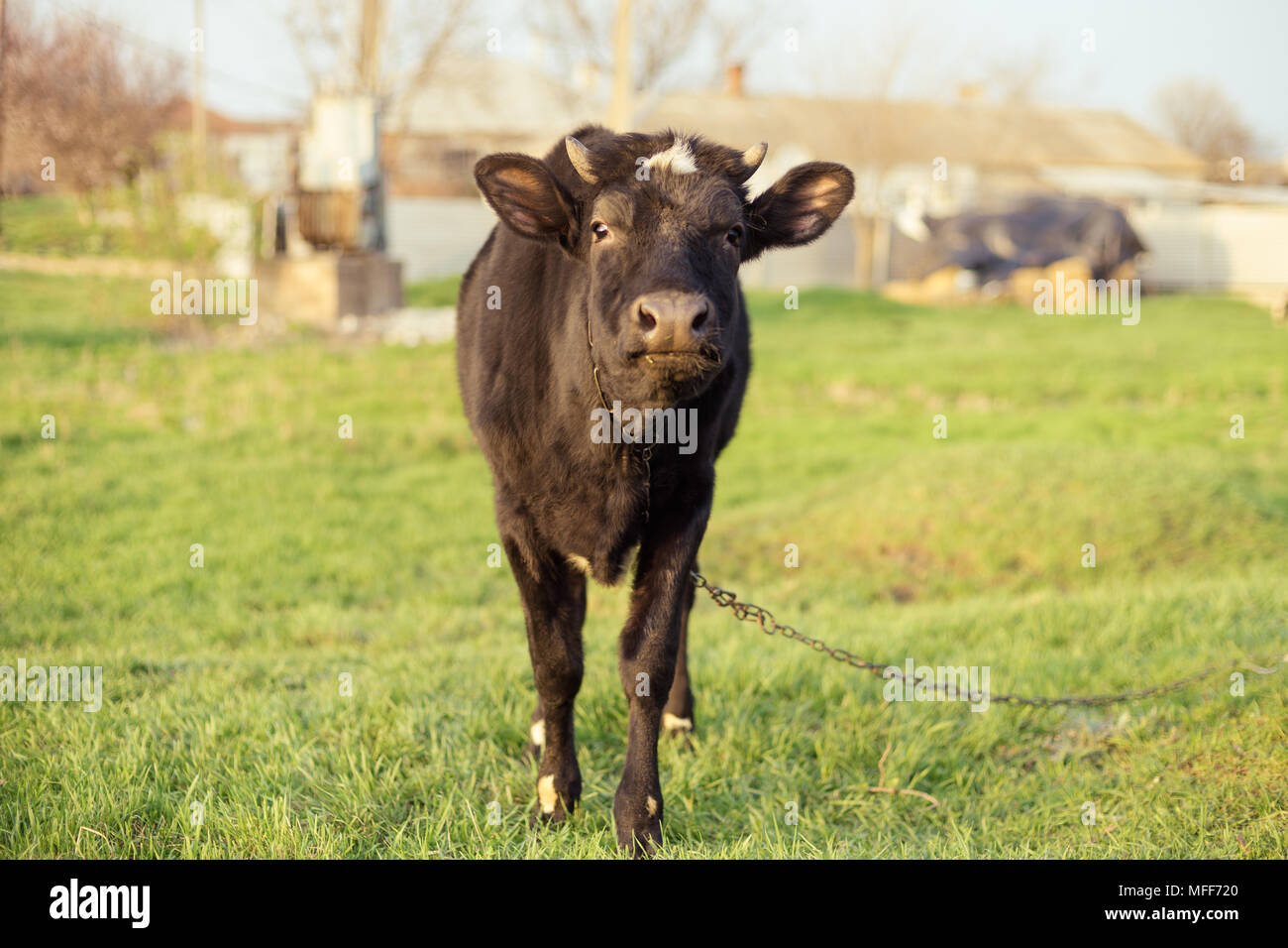 Bull with chain hi-res stock photography and images - Alamy