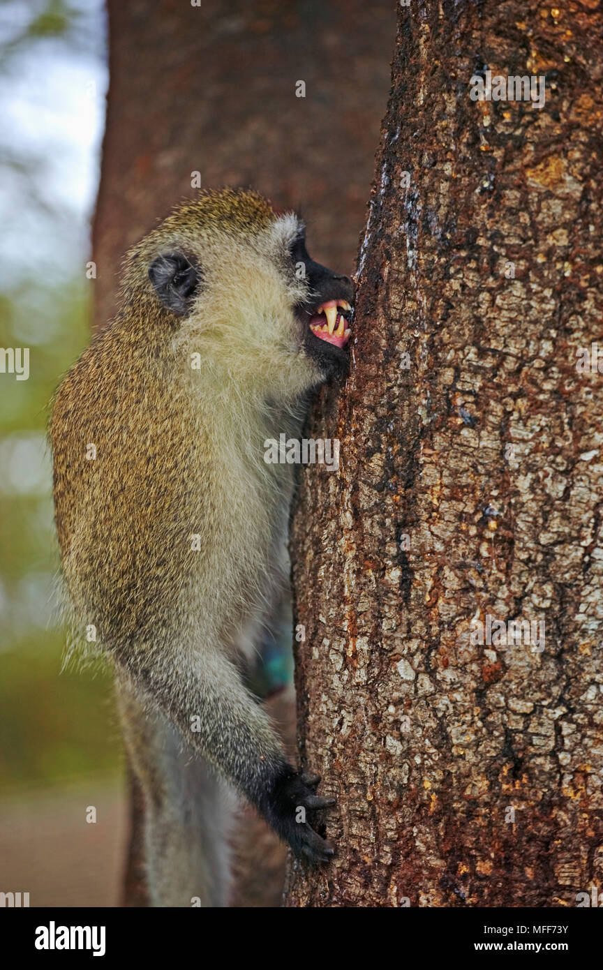 VERVET MONKEY or GREEN MONKEY Cercopithecus aethiops feeding on gum ...