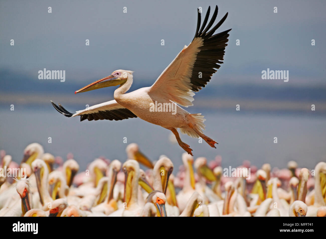 WHITE PELICAN coming in to land Pelecanus onocrotalus Lake Nakuru ...