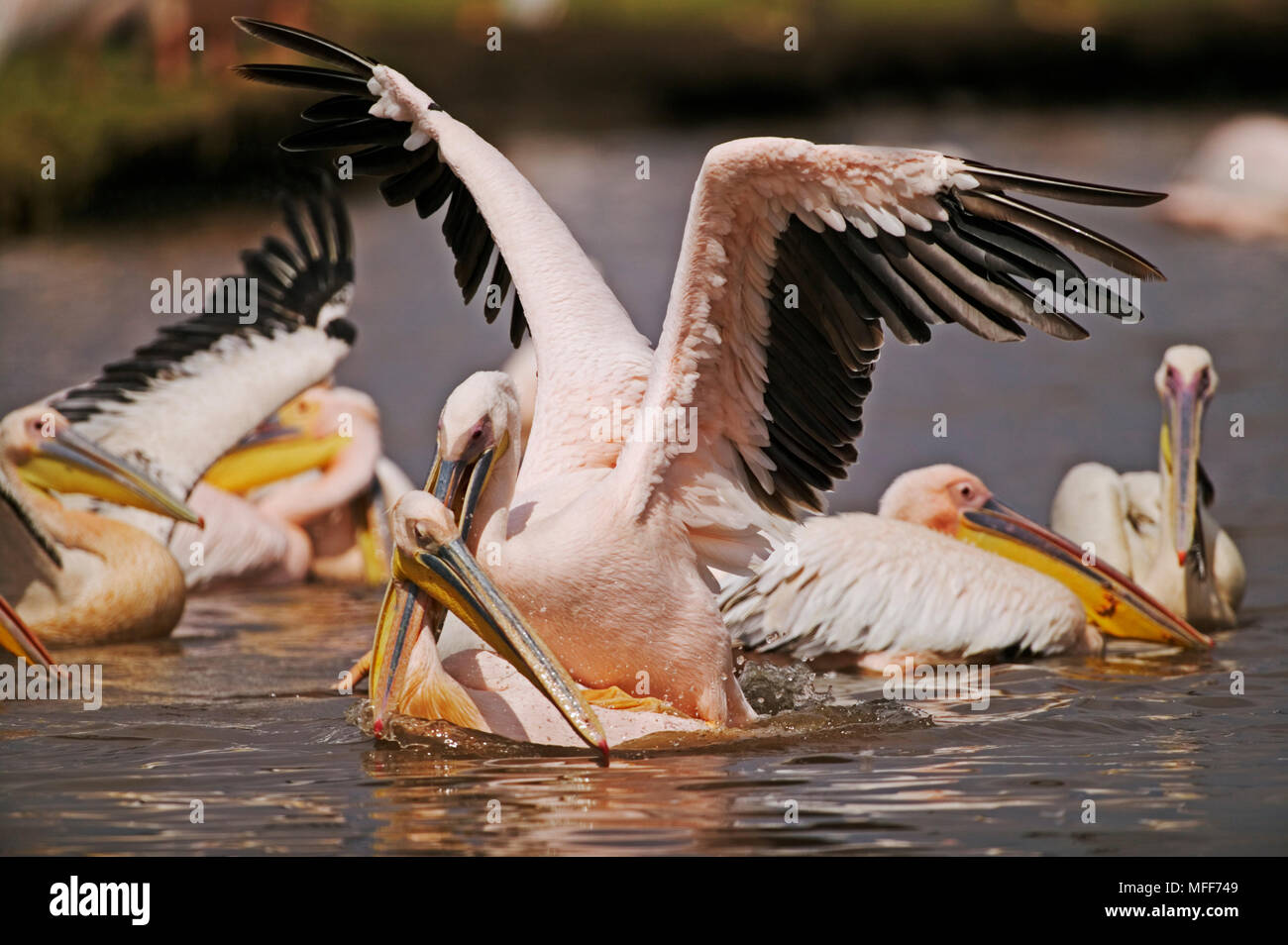 WHITE PELICAN pair mating Pelecanus onocrotalus Lake Nakuru National ...