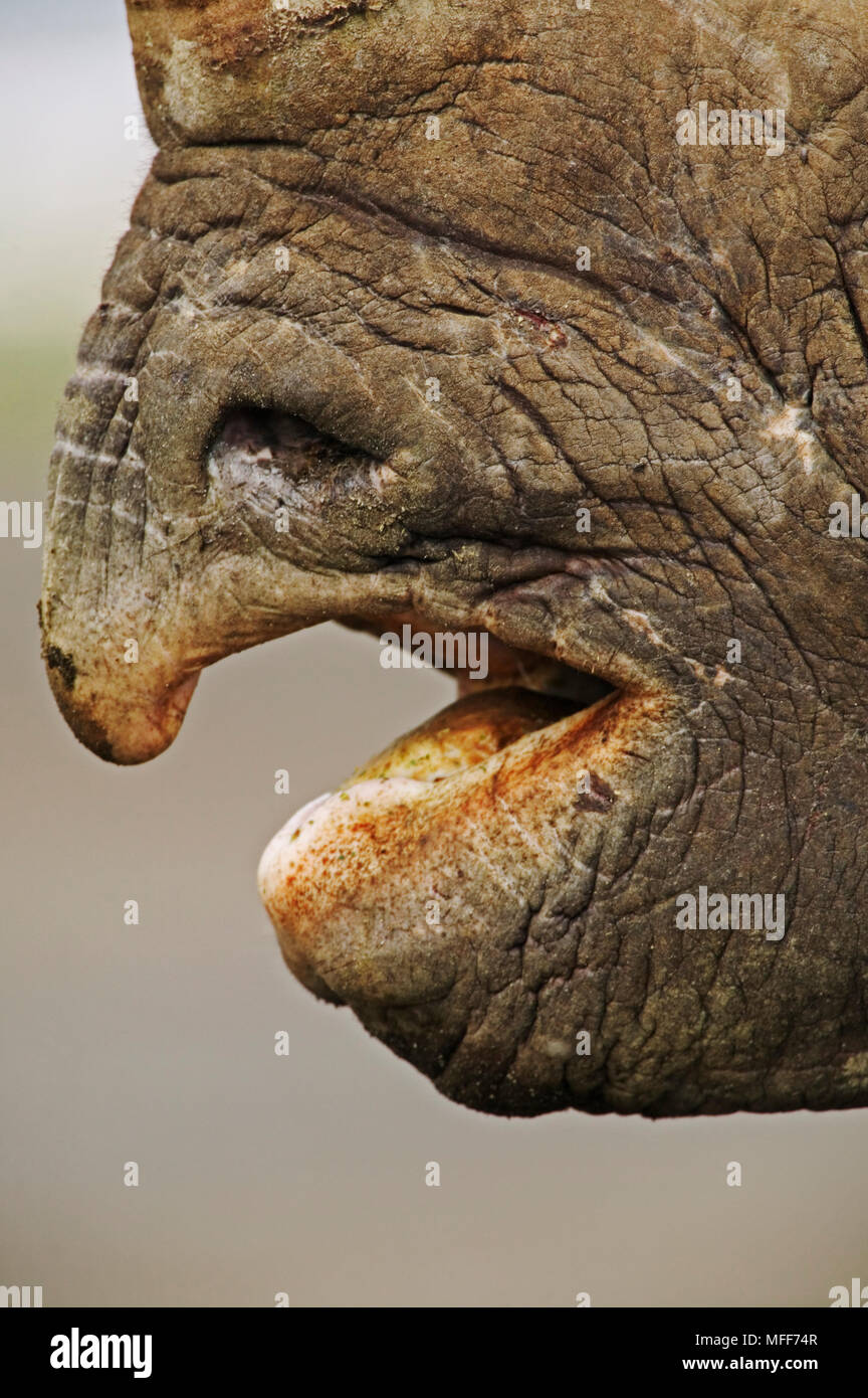 Prehensile lip hi-res stock photography and images - Alamy