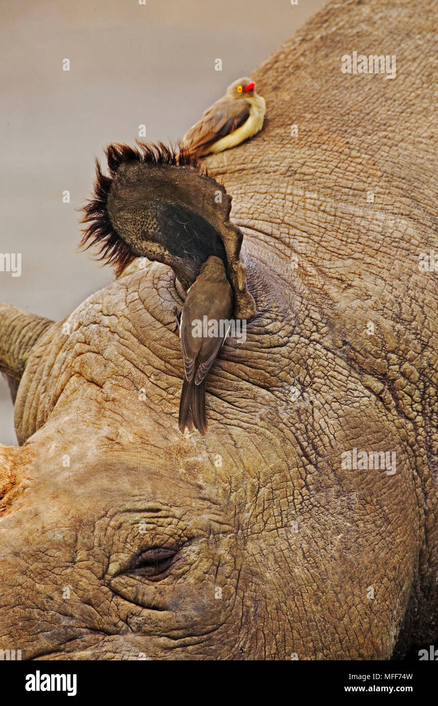 BLACK RHINO male Diceros bicornis with red-billed oxpeckers looking for ...