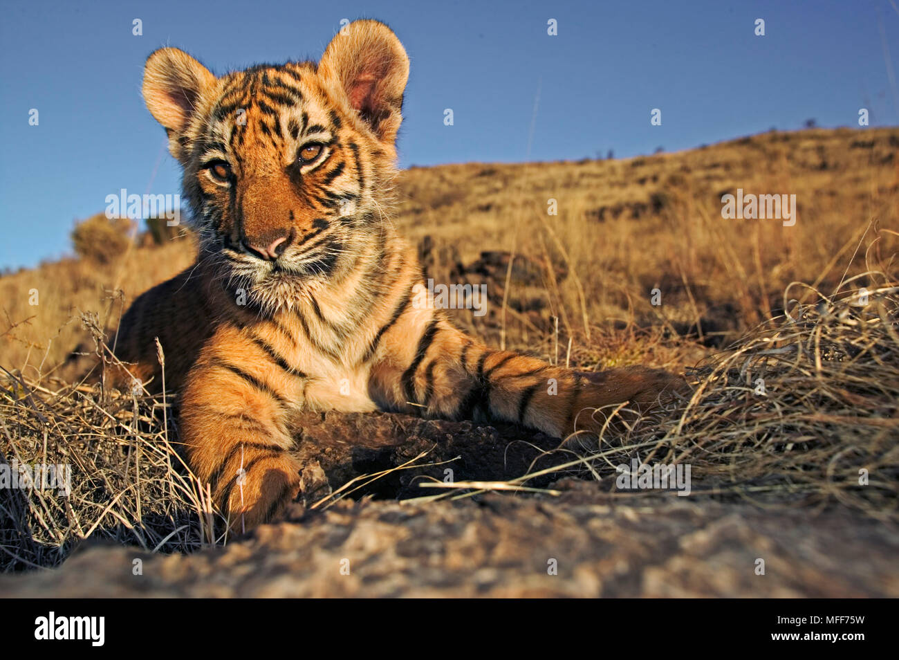 TIGER young Panthera tigris two month old cub Stock Photo - Alamy