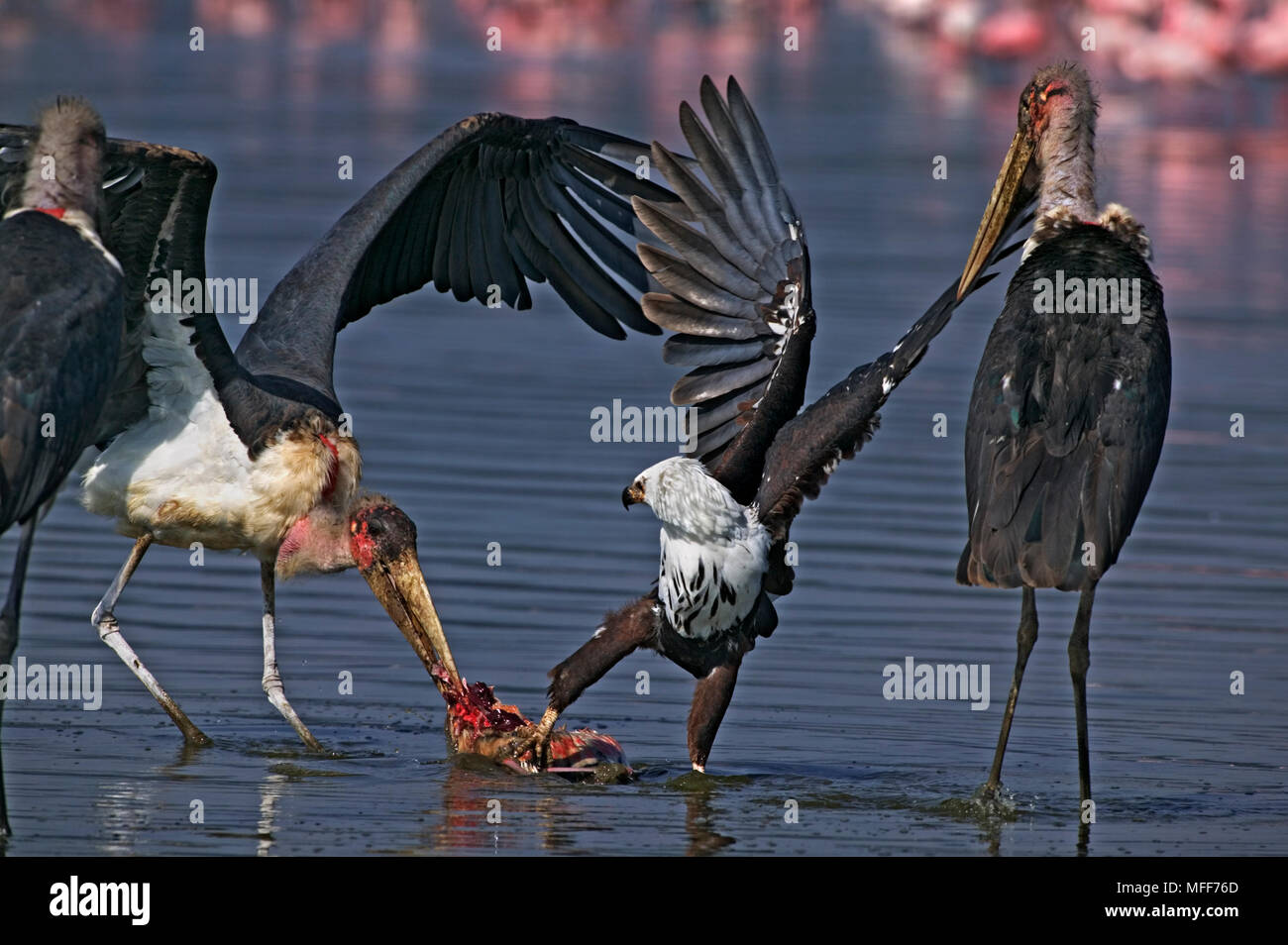 Dead flamingo hi-res stock photography and images - Alamy