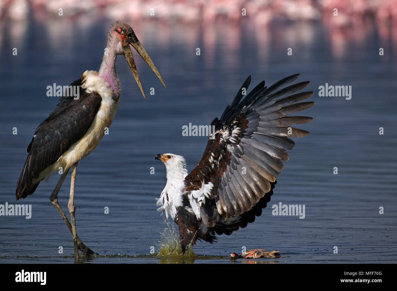 Dead flamingo hi-res stock photography and images - Alamy