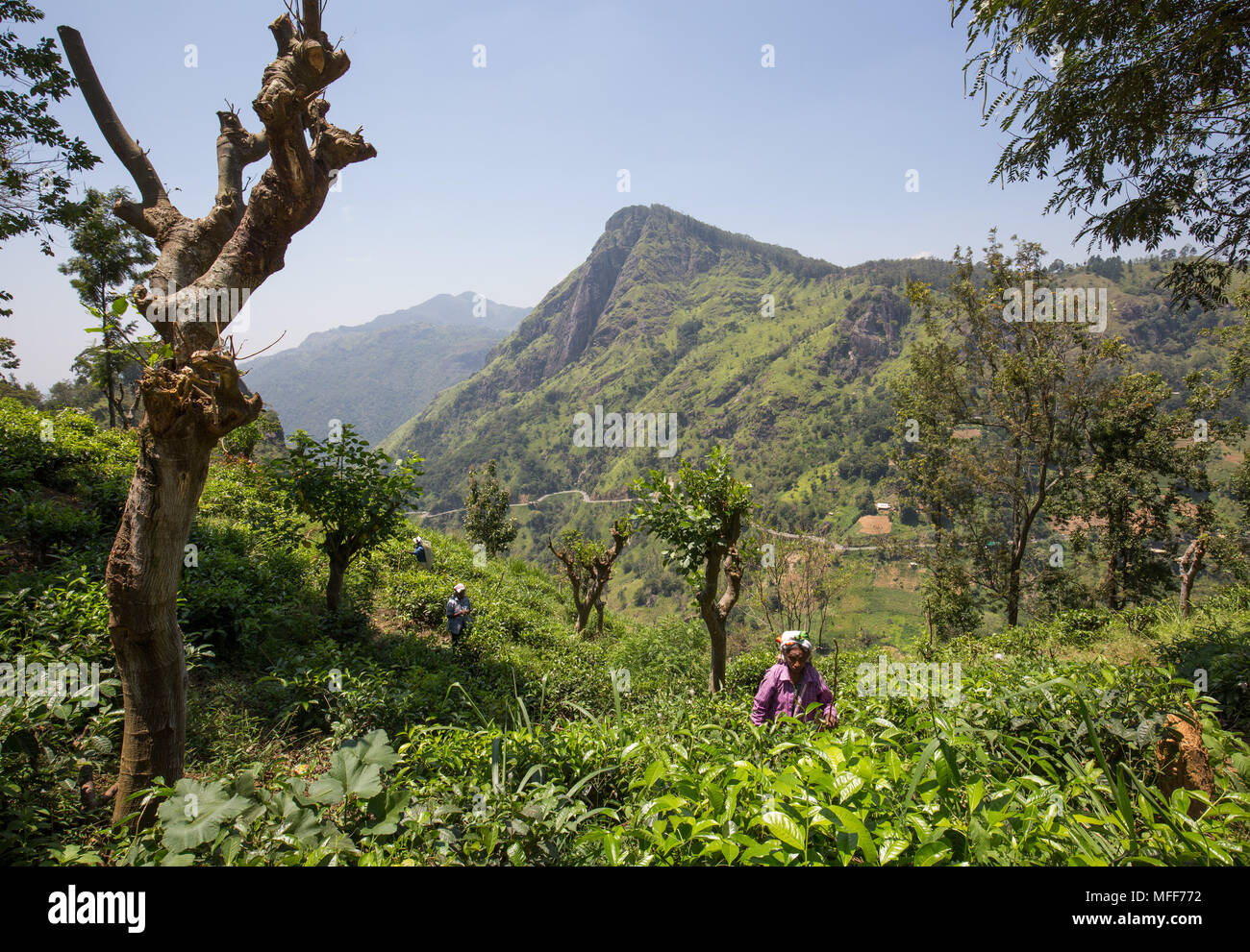 Horiz plant hi-res stock photography and images - Alamy