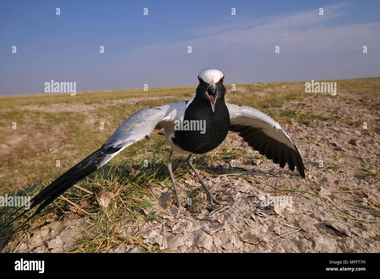BLACKSMITH PLOVER Vanellus armatus Defending nest with eggs. Amboseli ...