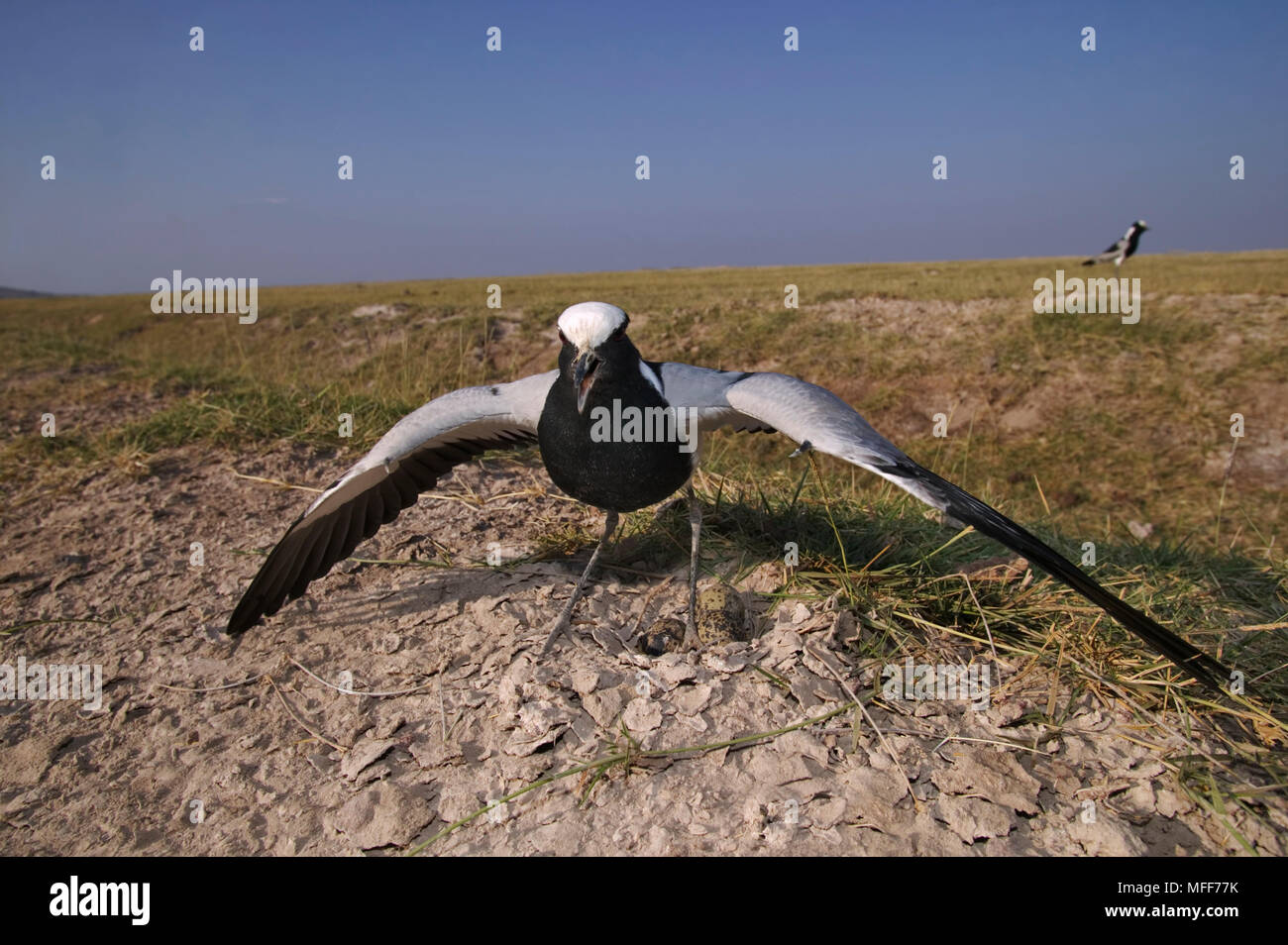 BLACKSMITH PLOVER Vanellus armatus Defending nest with eggs. Amboseli ...