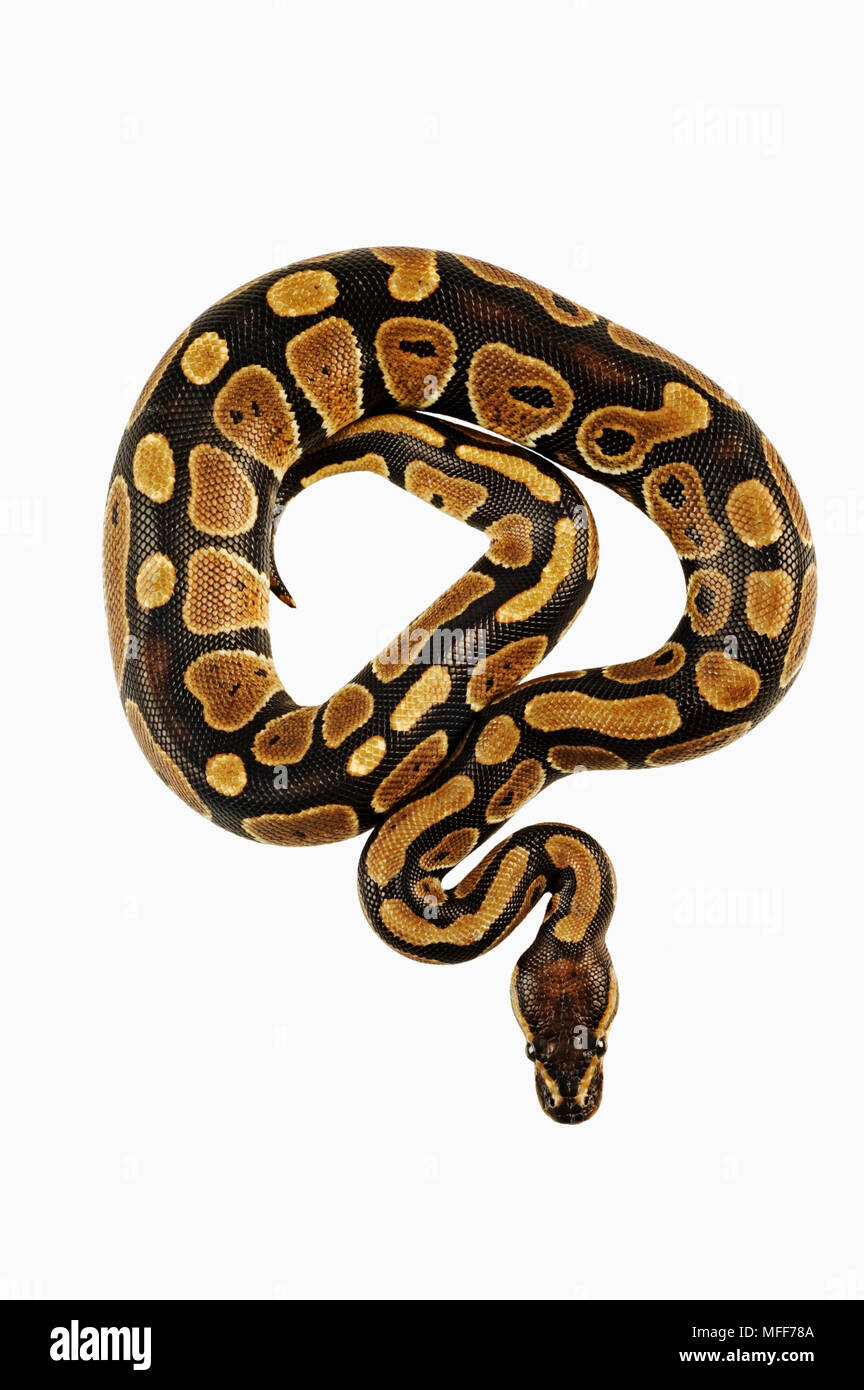BALL PYTHON Python regius Distribution: West Africa Stock Photo - Alamy