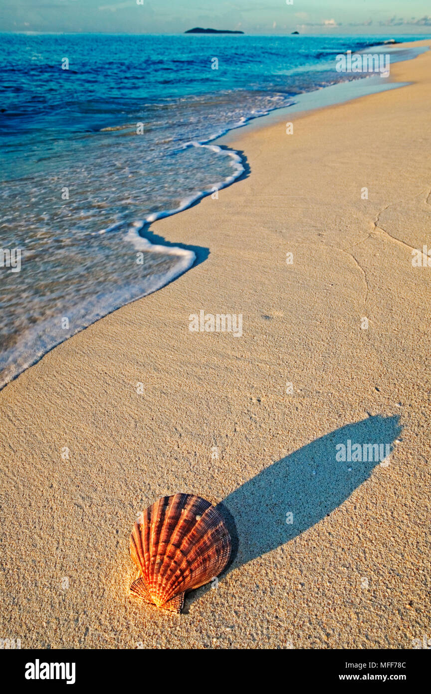 SEASHELL on beach Seychelles Stock Photo - Alamy