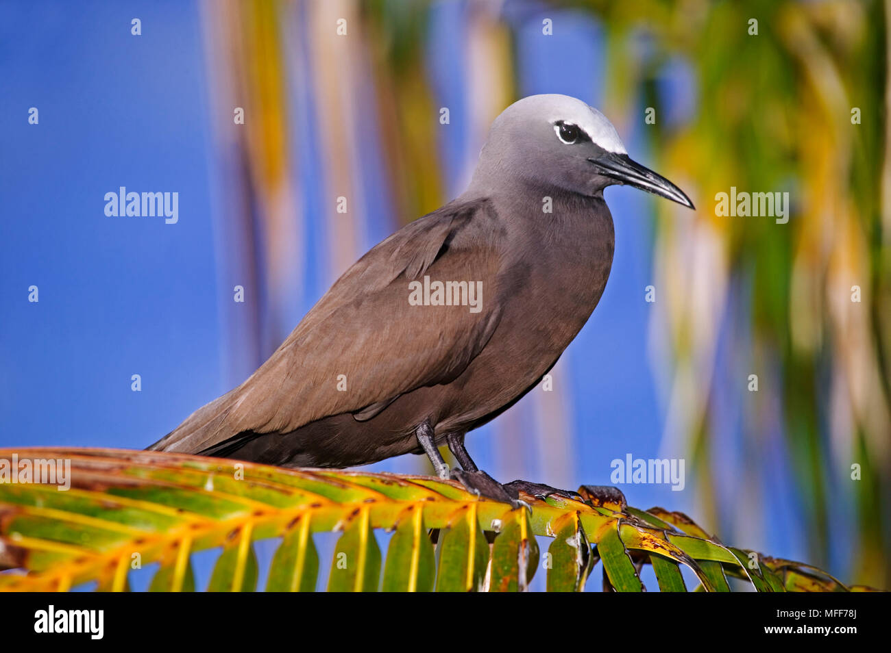 COMMON NODDY TERN Anous stolidus Seychelles. Distribution: Tropical ...
