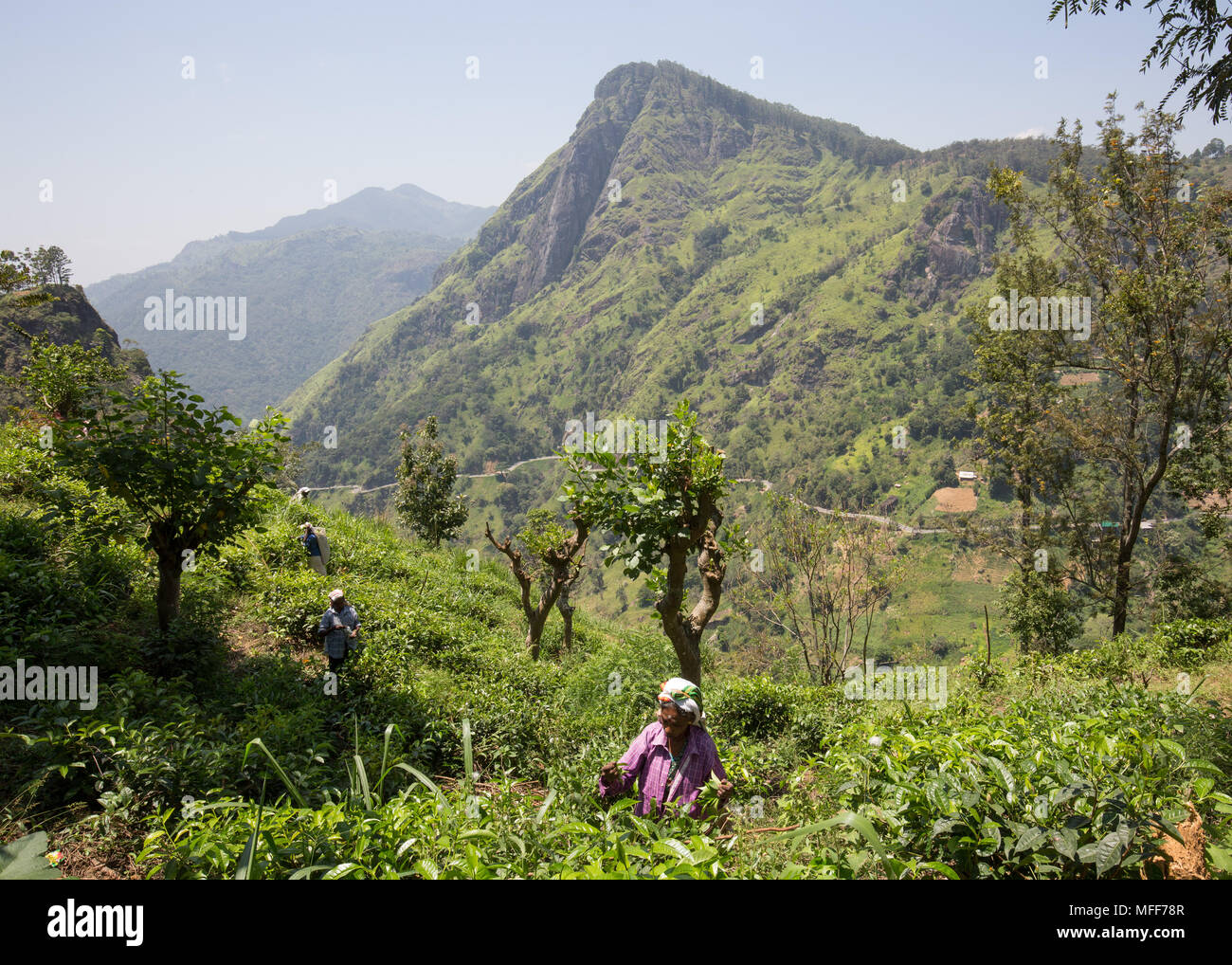 Women picking tea leaves in tea plantation, Ella, Badulla District, Uva ...