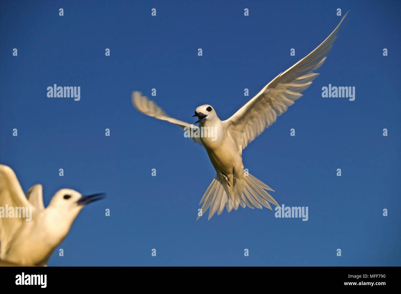 Pair white fairy terns hi-res stock photography and images - Alamy