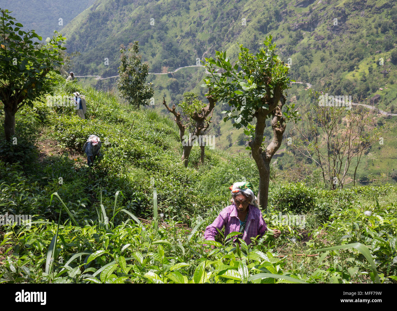 Women picking tea leaves in tea plantation, Ella, Badulla District, Uva ...