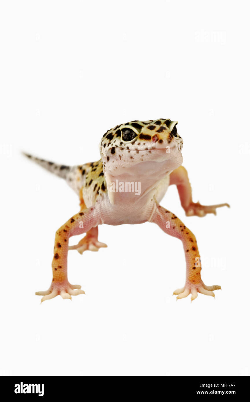 LEOPARD GECKO Eublepharis macularius Distribution: Asia, India, Iraq ...
