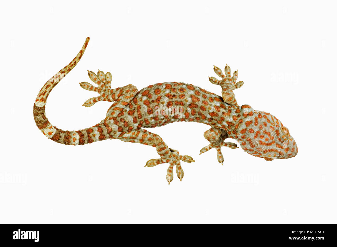 TOKAY GECKO Gekko gecko Distribution: South East Asia Stock Photo - Alamy