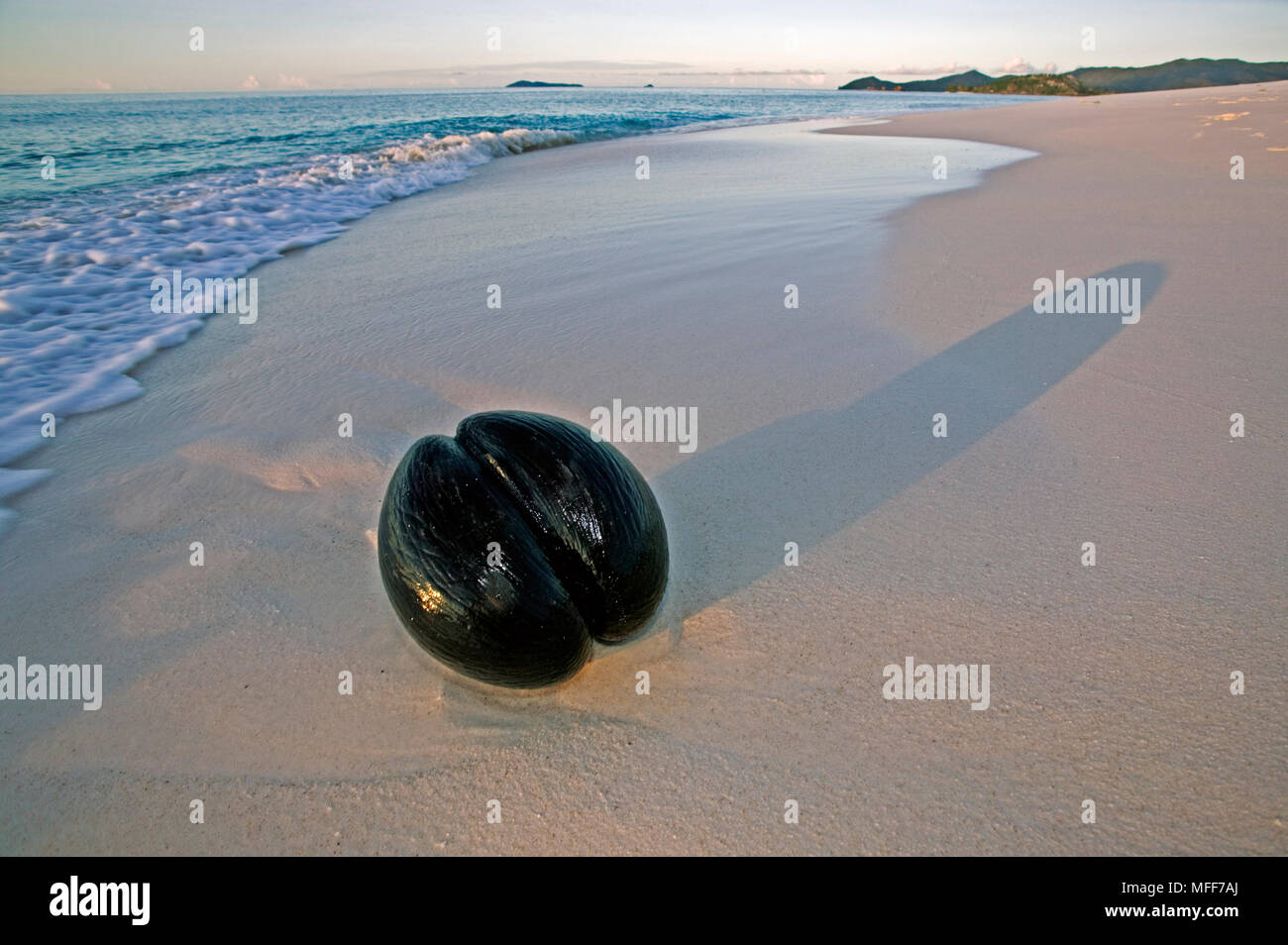 Coco de mer palms seeds hi-res stock photography and images - Alamy