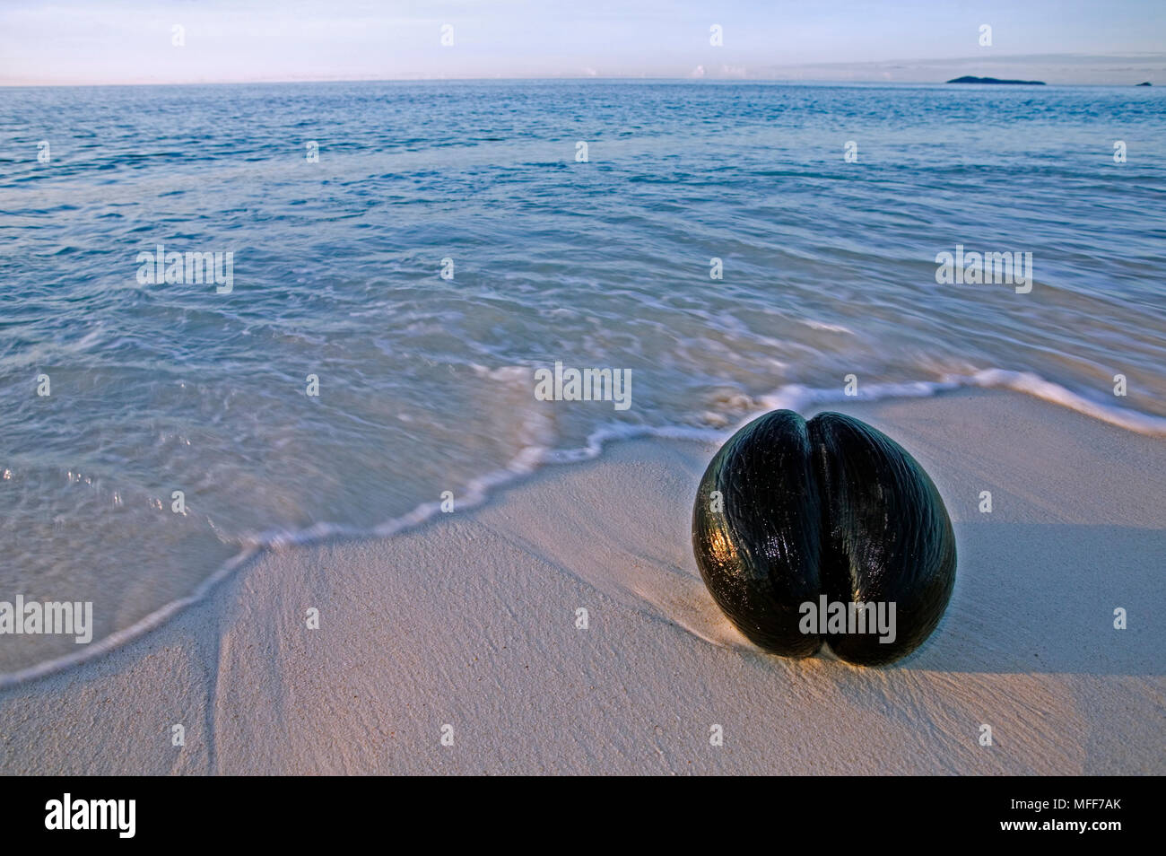 COCO-DE-MER PALM SEED Lodoicea maldivica Seed washed up on beach. World ...