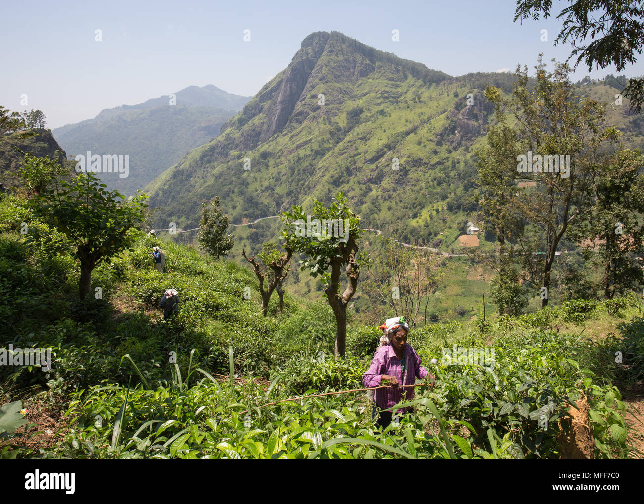 Women picking tea leaves in tea plantation, Ella, Badulla District, Uva ...