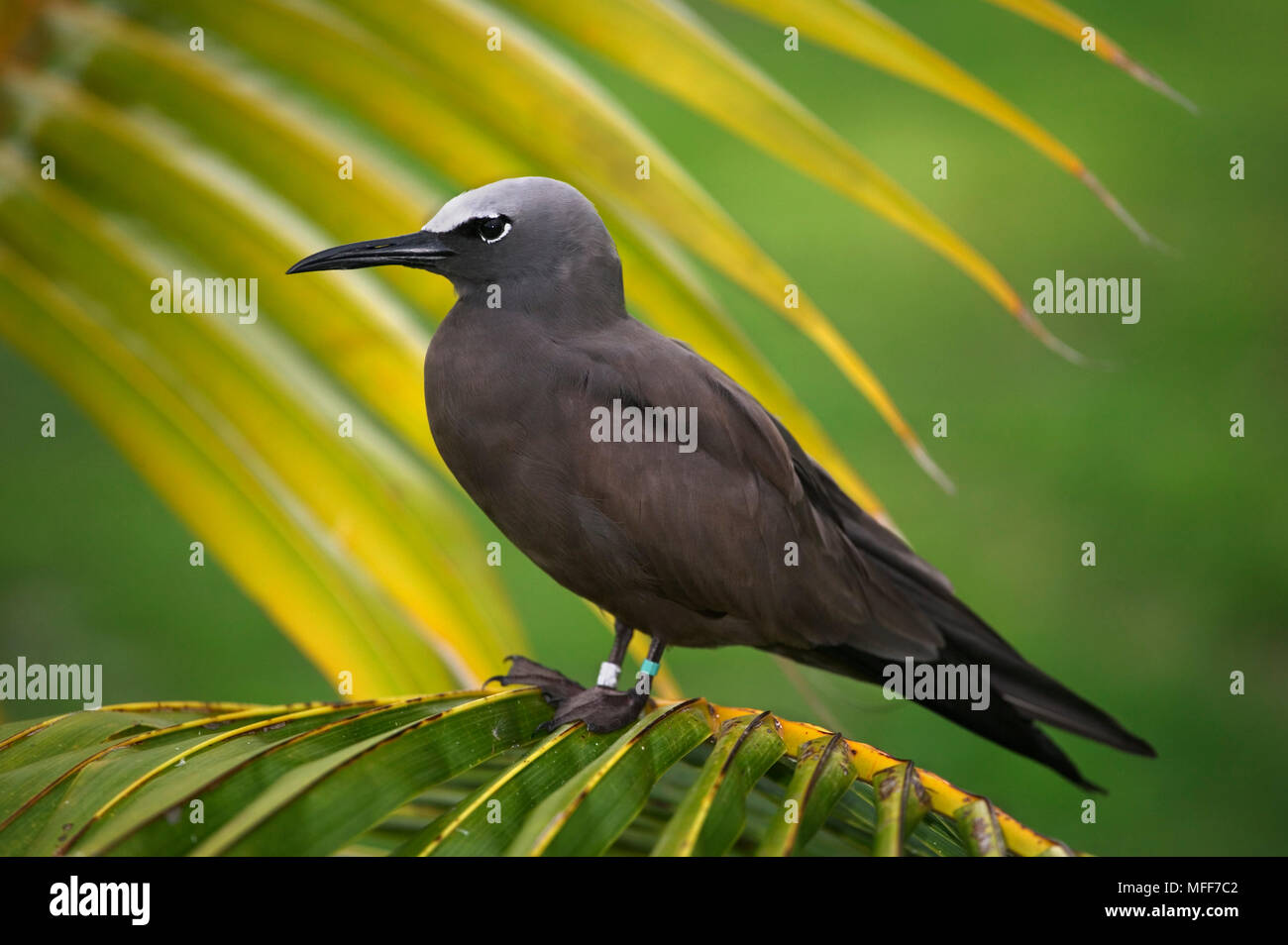 COMMON NODDY TERN Anous stolidus Seychelles Stock Photo - Alamy