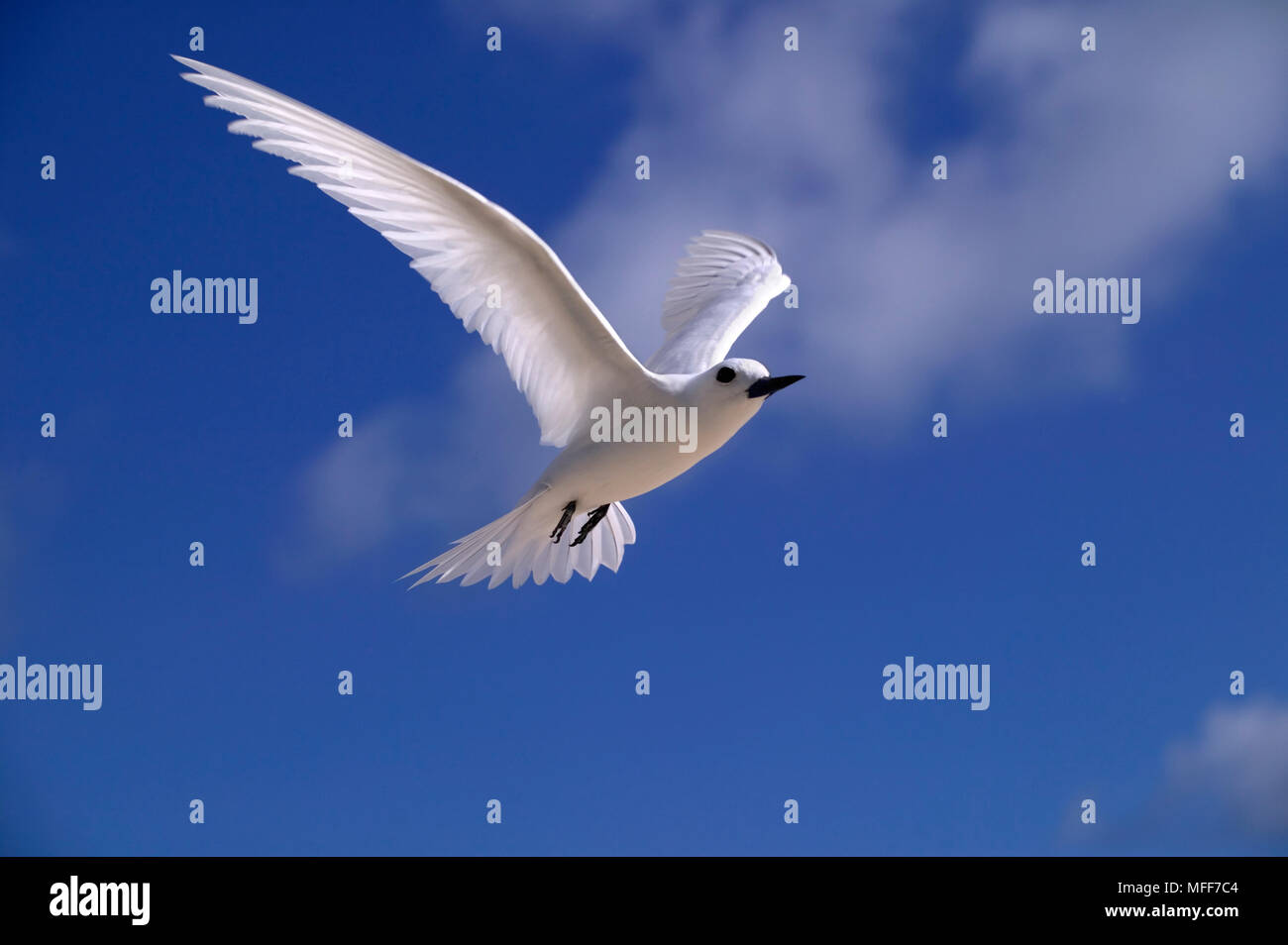 WHITE or FAIRY TERN in flight Gygis alba Seychelles Stock Photo - Alamy