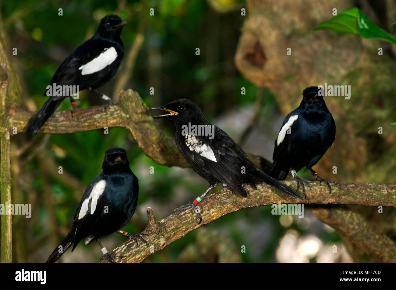 SEYCHELLES MAGPIE-ROBIN group Copsychus sechellarum Cousine Island ...
