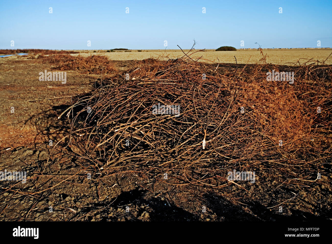 BLACK MIMOSA Invasive plant Mimosa pigra Control by mechanical removal ...